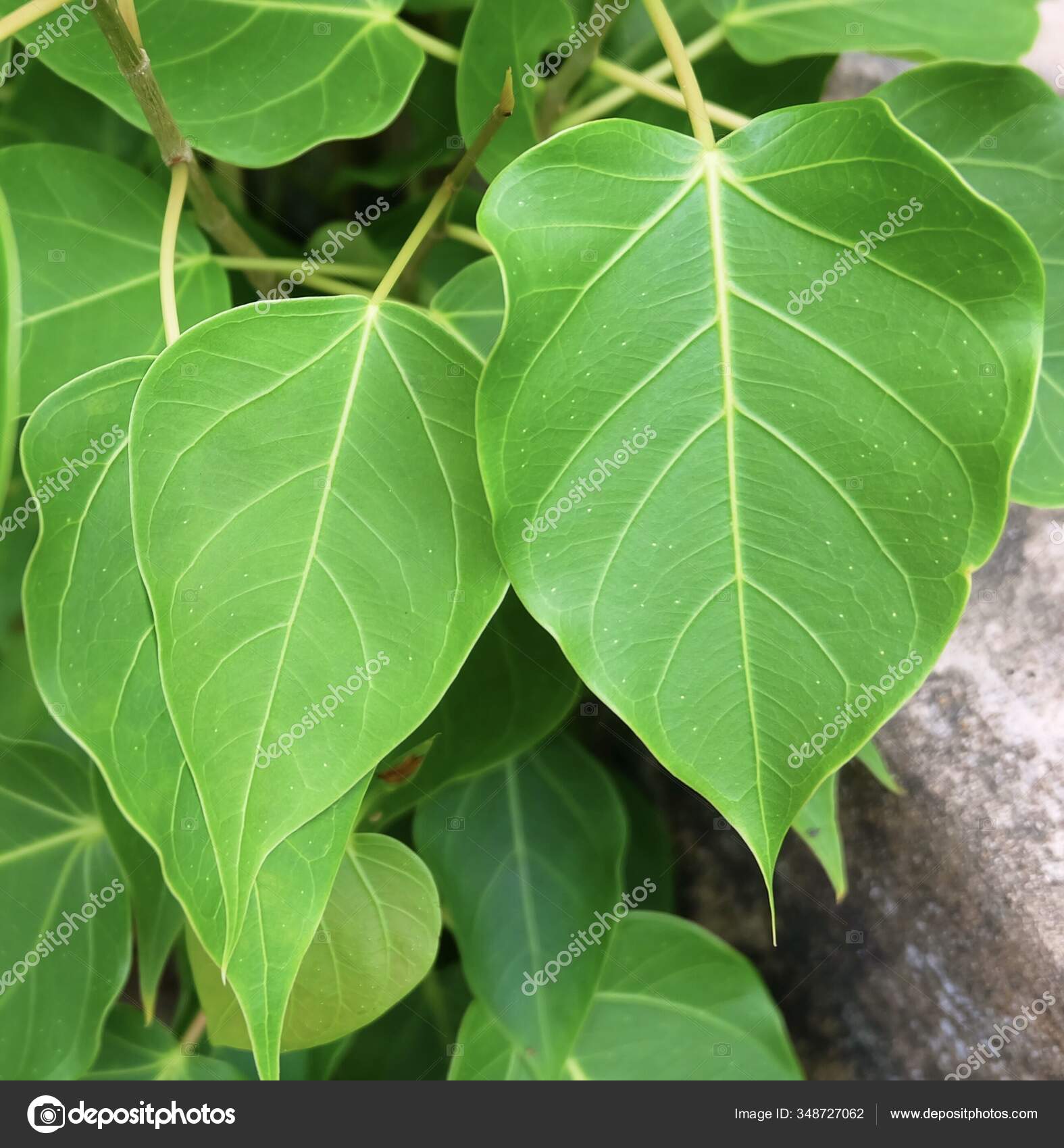 Ficus Infectoria Hedge