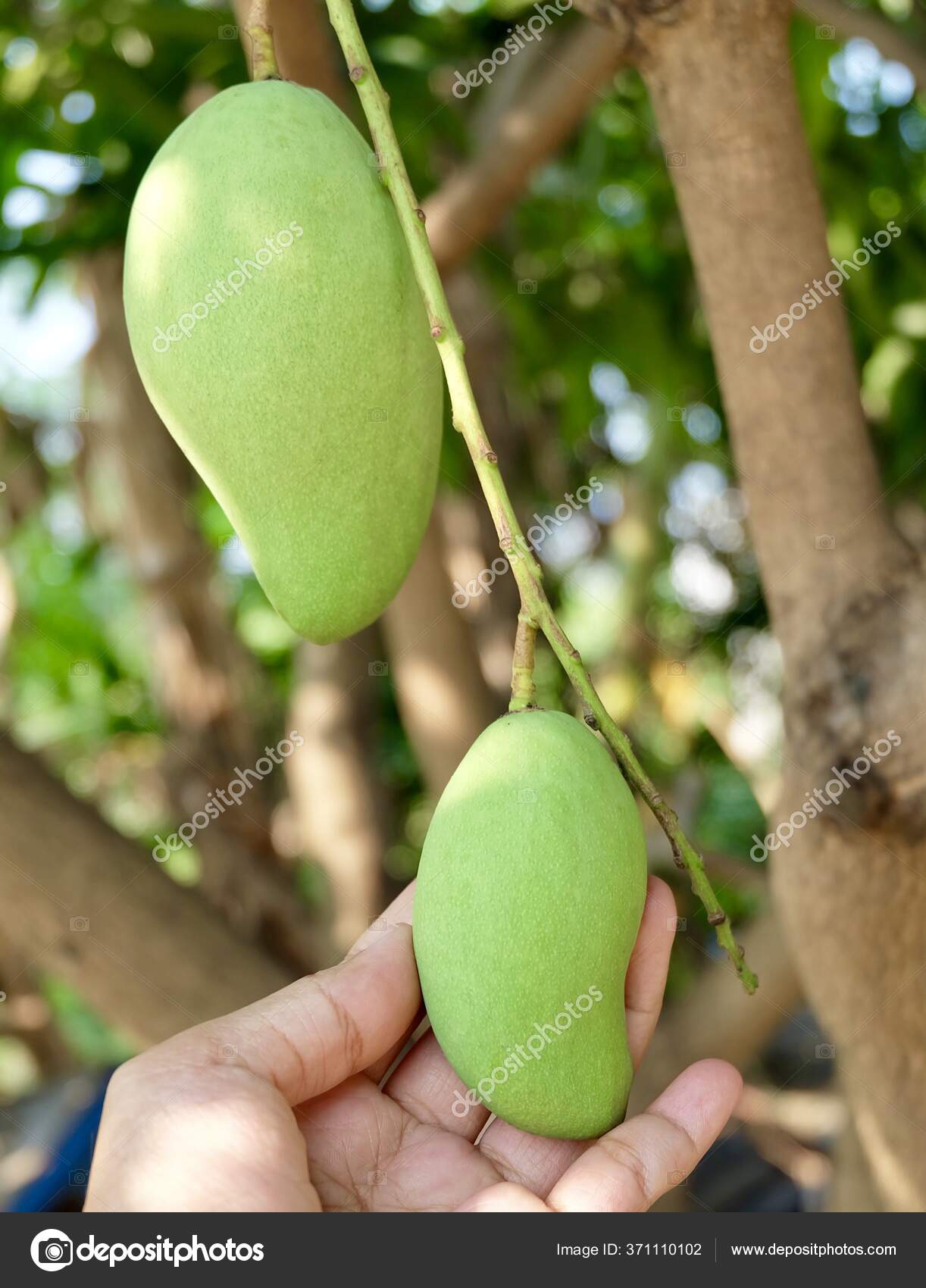 Hand Holding Bunch Young Mangoes Tree Branch Fruit Cultivated Tropical ...