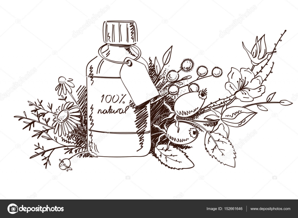Vector design with hand drawn herbs and cosmetics illustration isolated ...