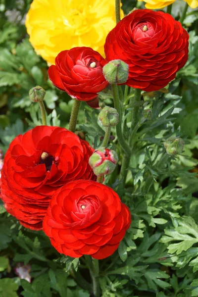 Ranunculus rouge Stock Photos, Royalty Free Ranunculus rouge Images ...
