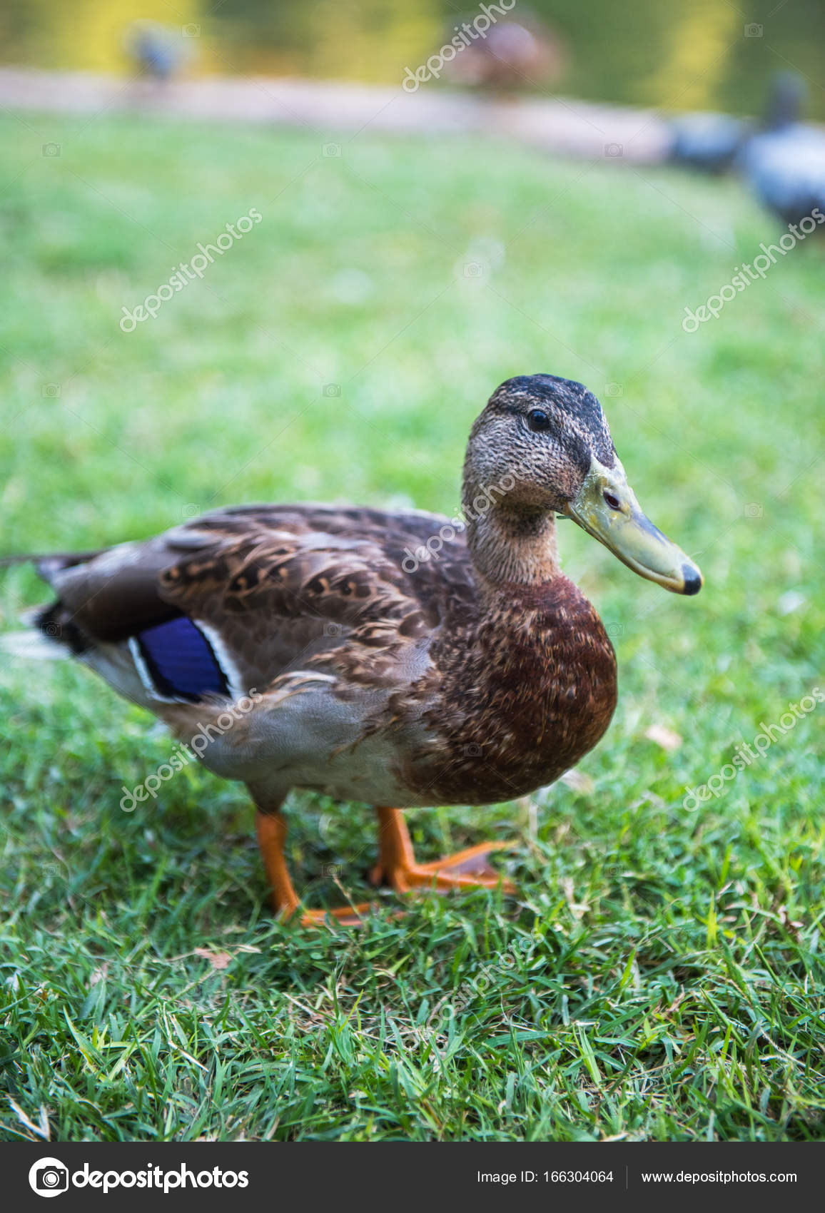 Duck standing in a pond on a grass background Stock Photo by ...