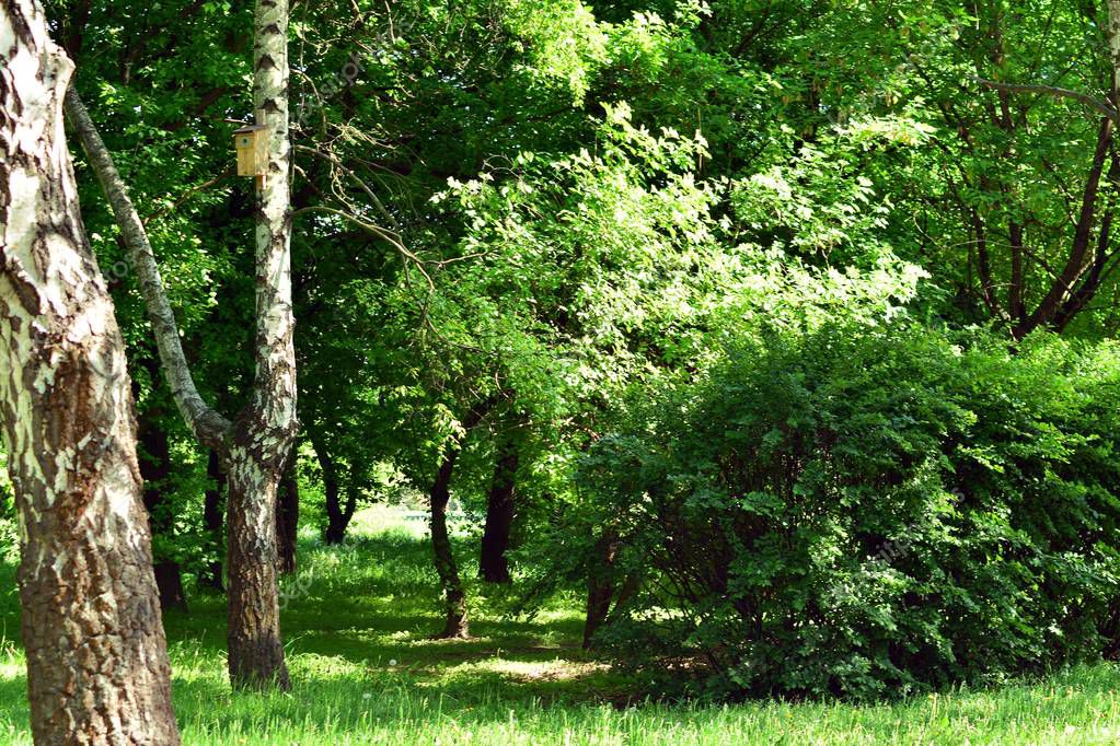 Beautiful Park Scene Public Park Green Grass Field Green Tree — Stock ...