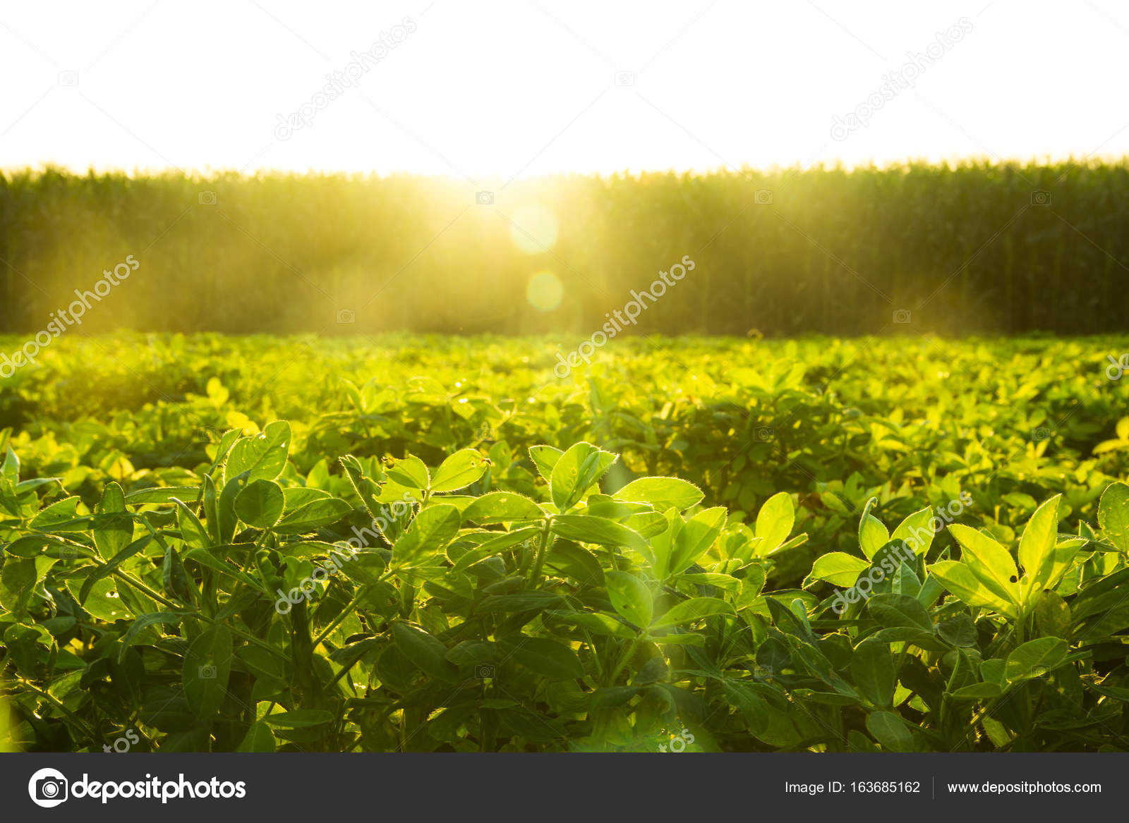 Ground Nuts Field Green Field Stock Photo by ©adsniks@gmail.com 163685162