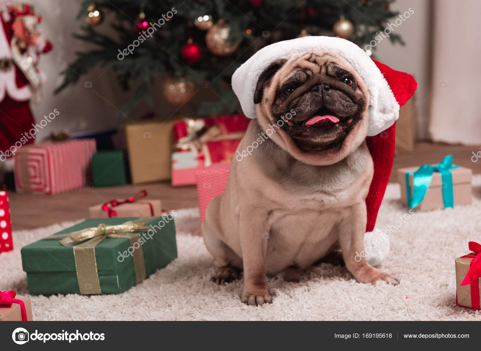 Pug in santa hat Stock Photo by ©AndrewLozovyi 169195618