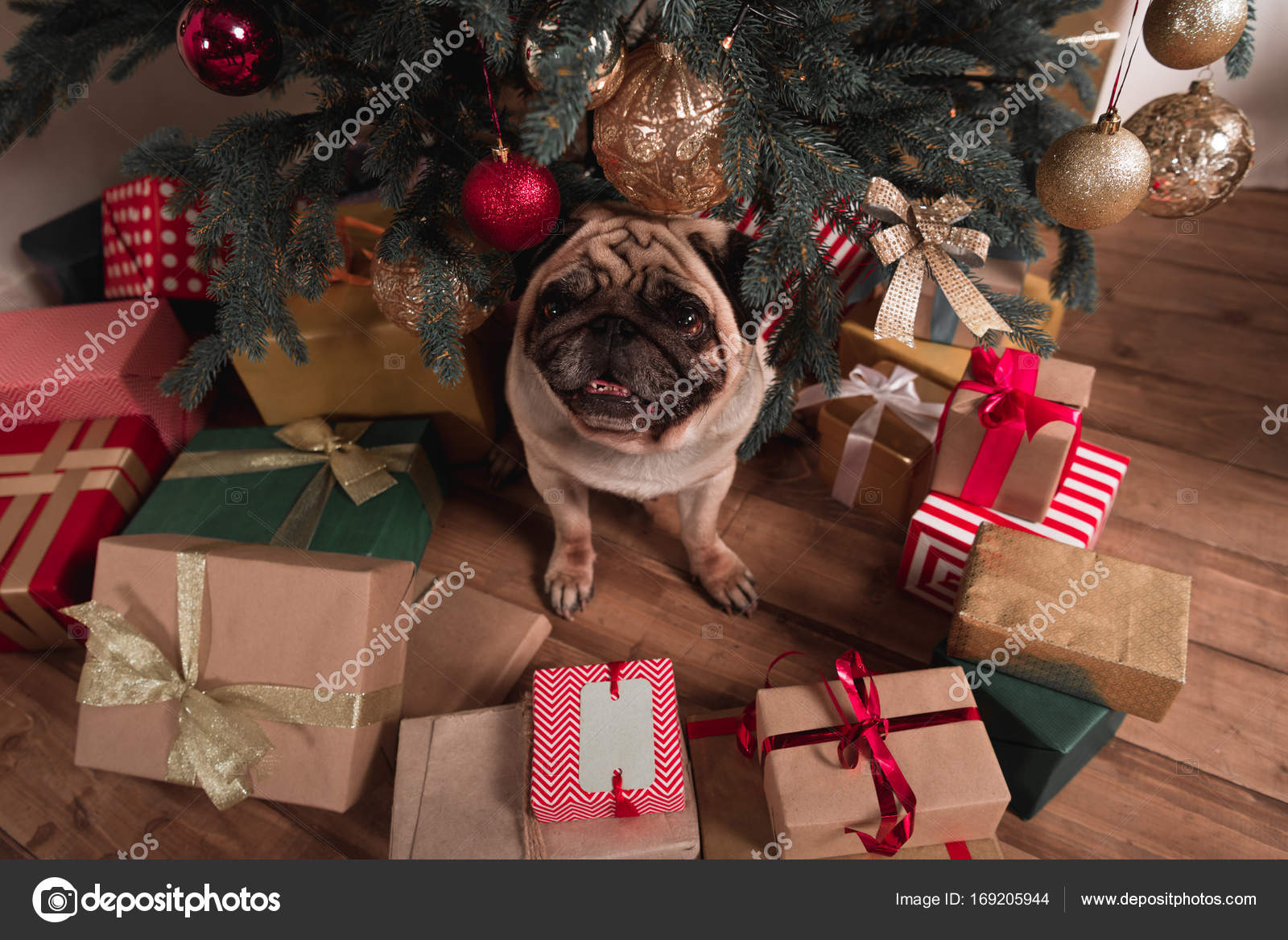 Pug sitting under christmas tree Stock Photo by ©AndrewLozovyi 169205944