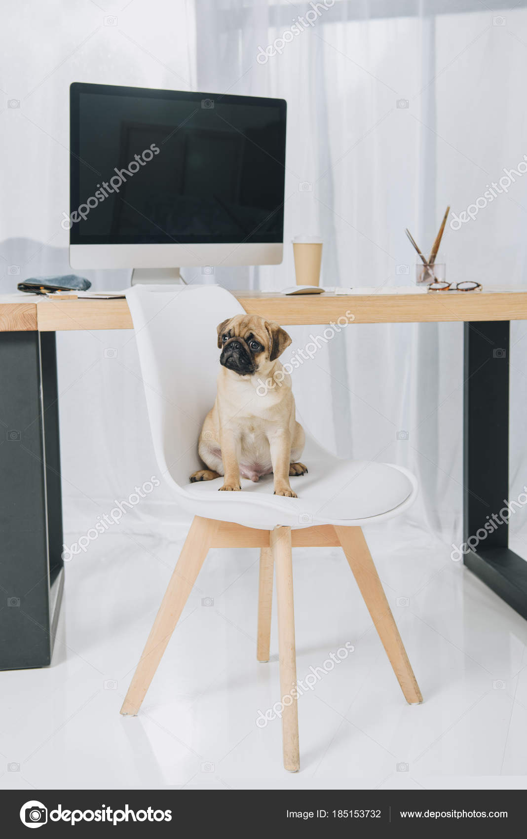 Cute Pug Sitting Chair Office — Stock Photo © AndrewLozovyi #185153732