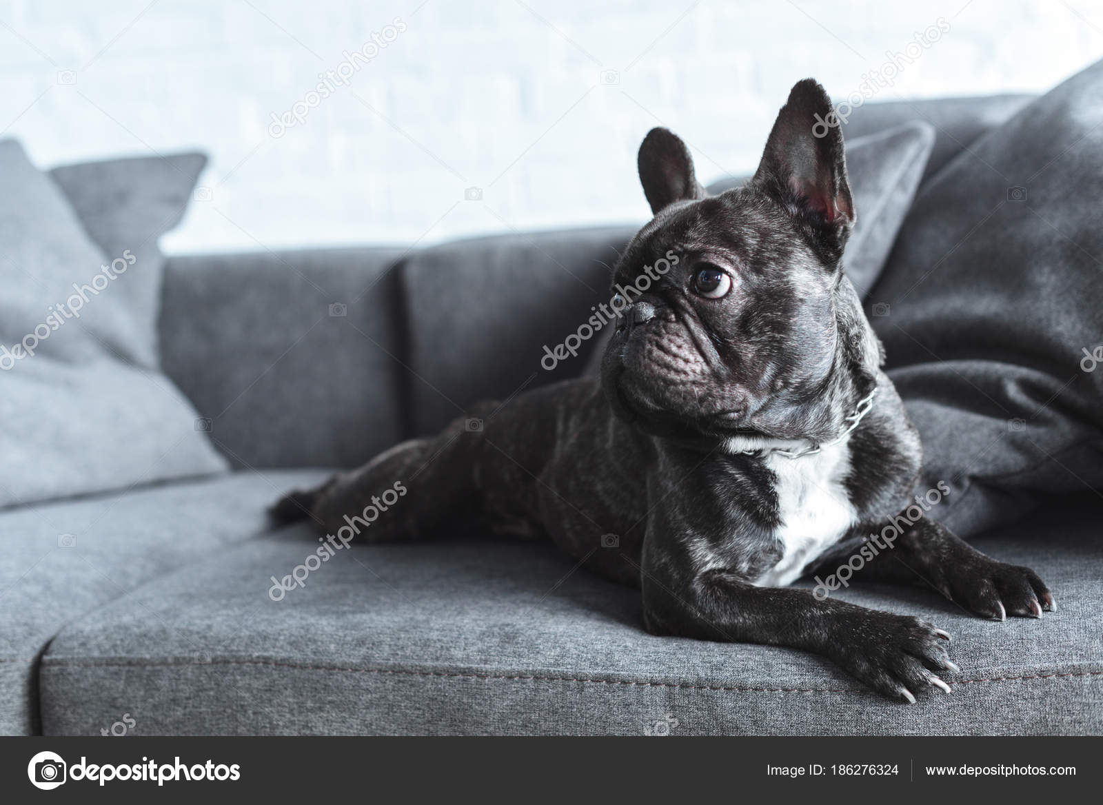 Funny Frenchie Dog Lying Grey Sofa Stock Photo by ©AndrewLozovyi 186276324