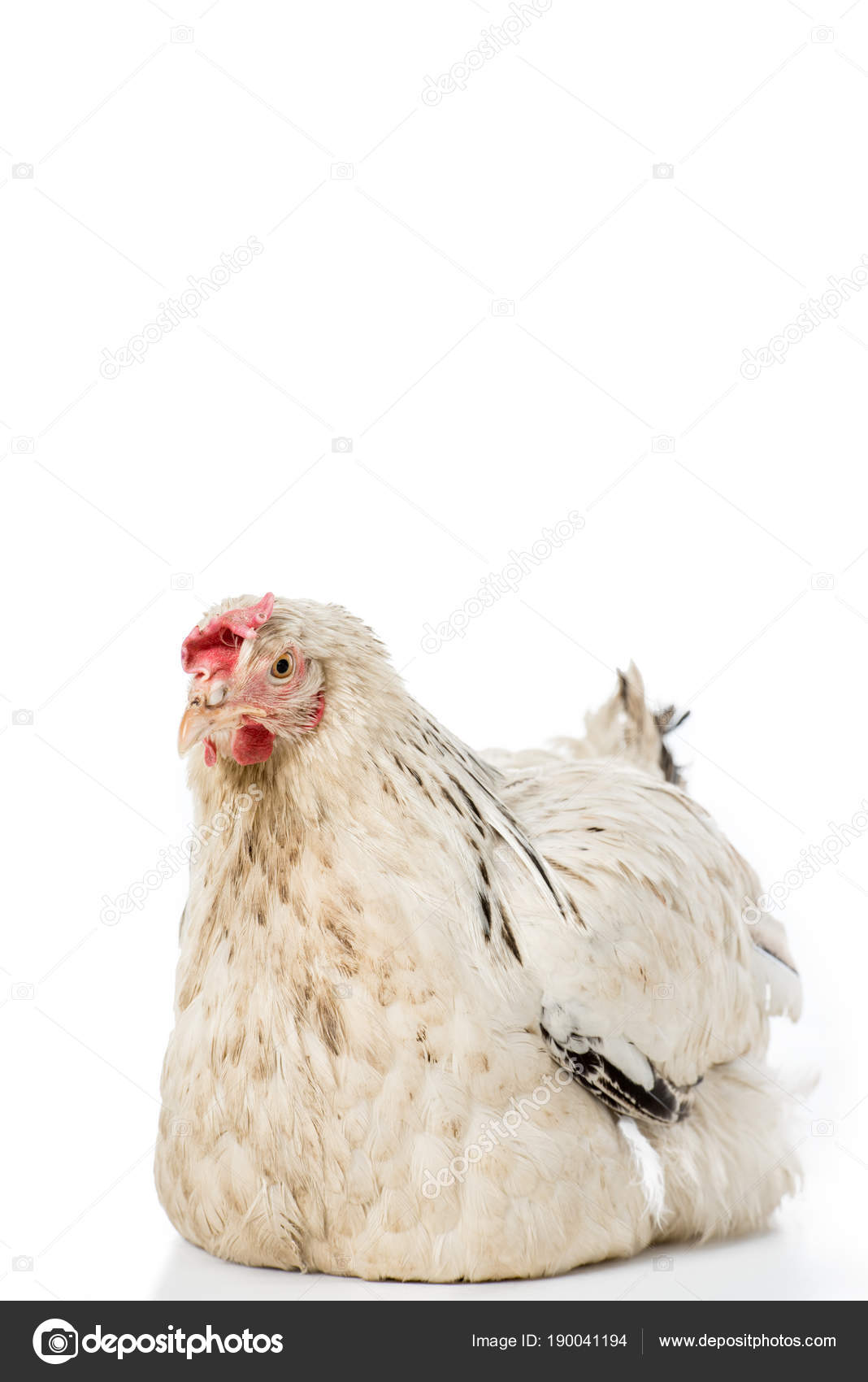 Close View Beautiful White Hen Lying Isolated White Stock Photo by ...