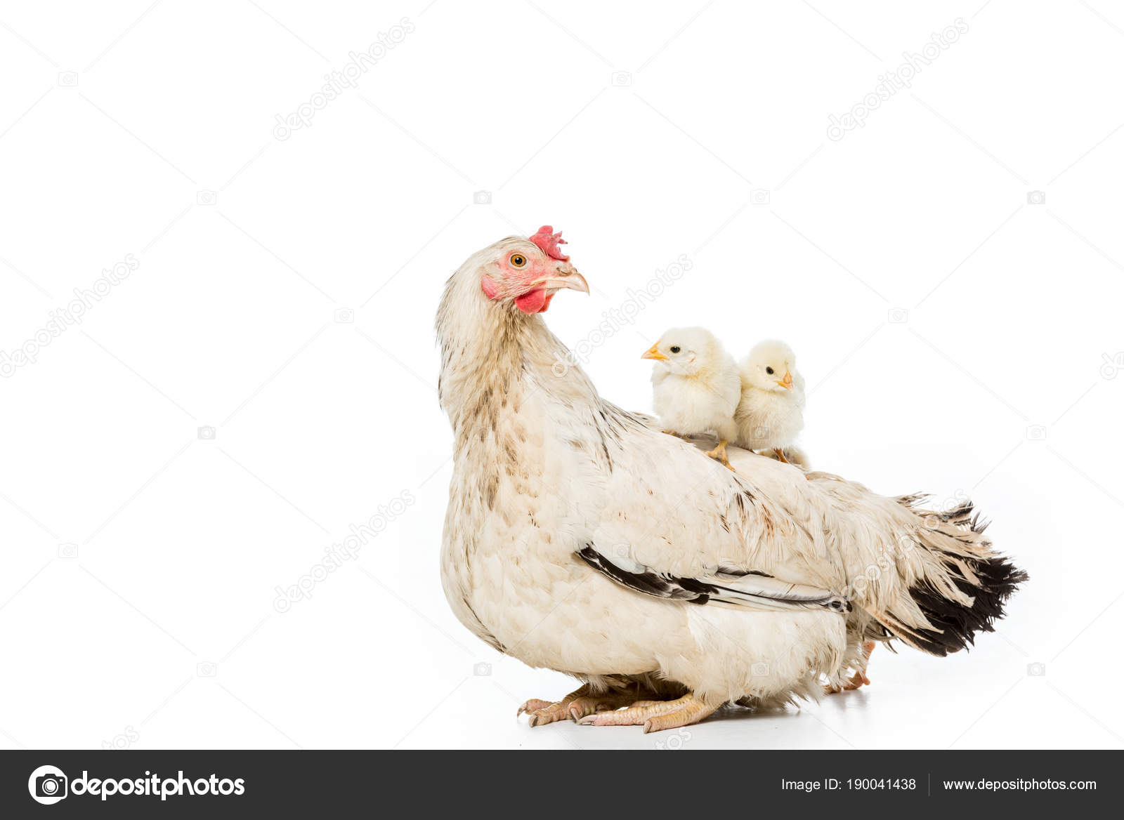 Adorable Little Chickens Sitting Hen Isolated White — Stock Photo ...