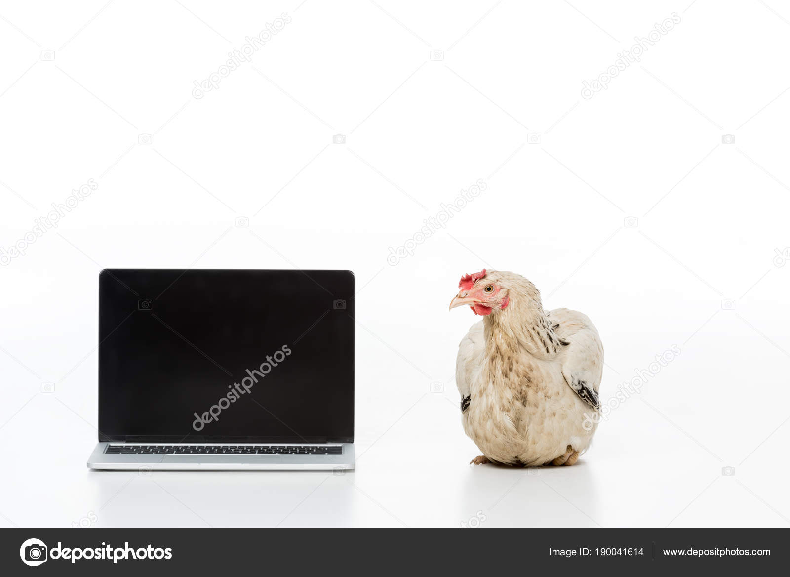Hen Laptop Blank Screen Isolated White Stock Photo by ©AndrewLozovyi ...