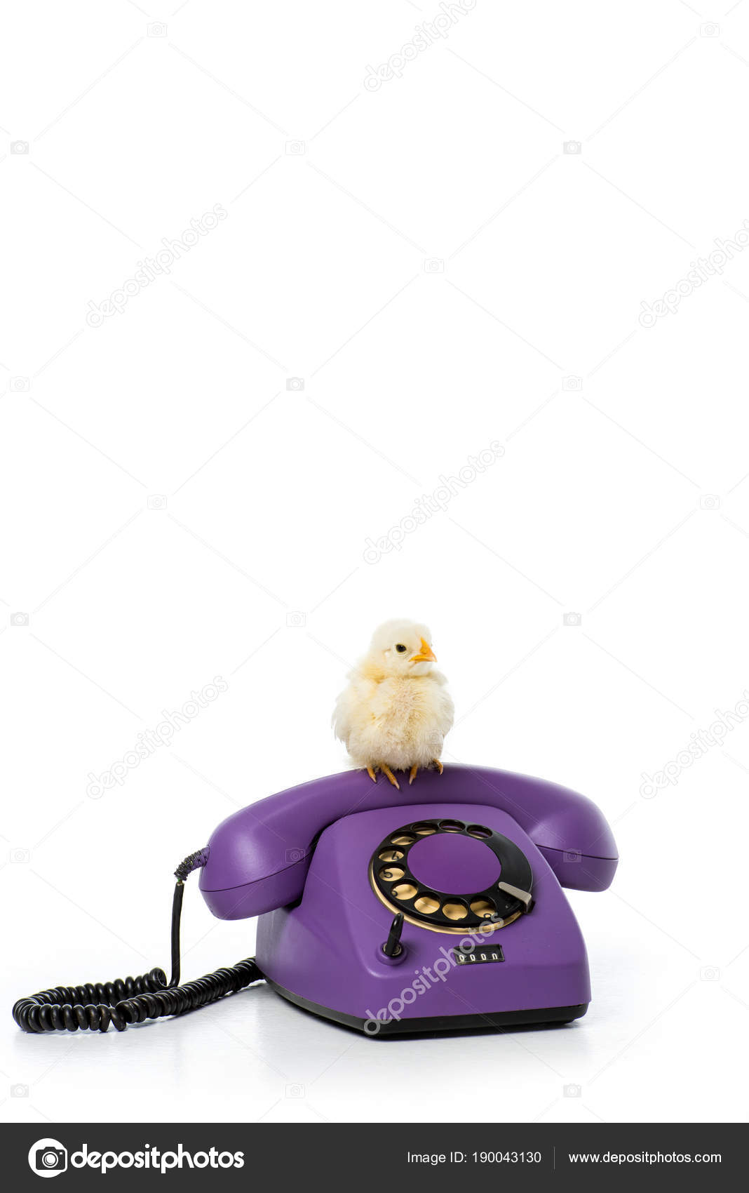 Cute Little Chicken Sitting Rotary Phone Isolated White — Stock Photo ...