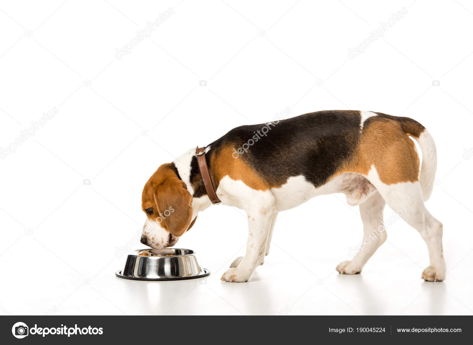 Why Do Beagles Eat So Much