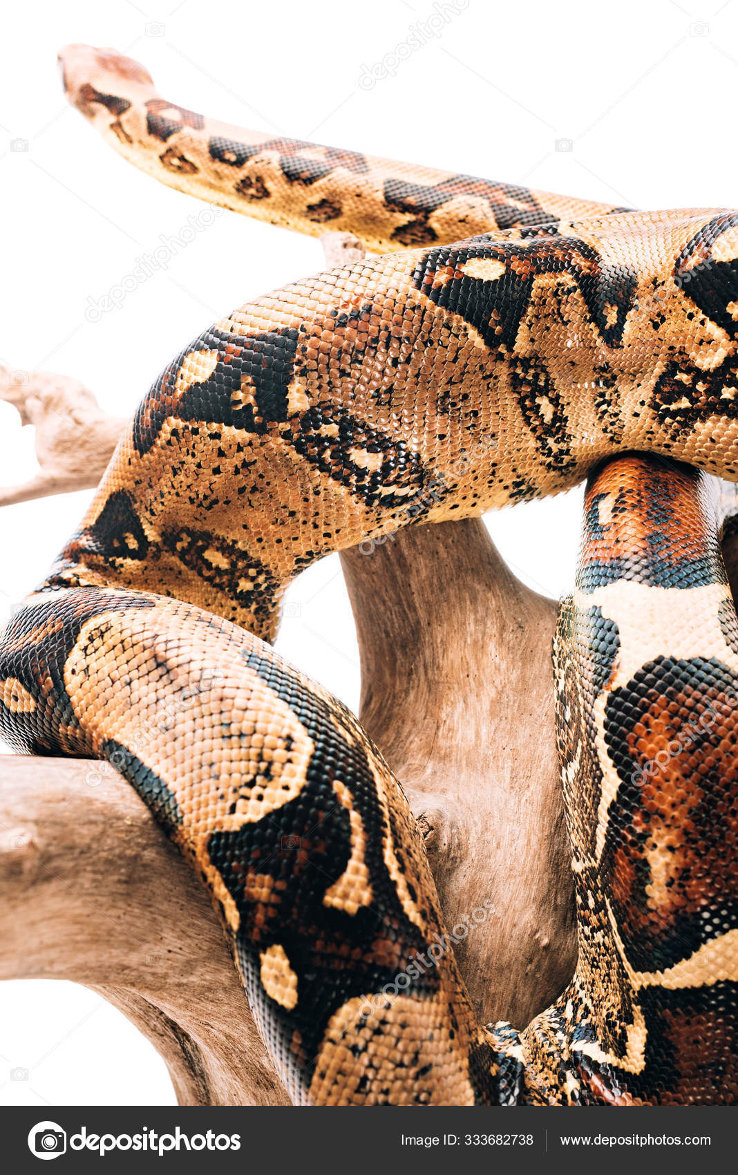 Selective Focus Python Curling Wooden Snag Isolated White — Stock Photo ...