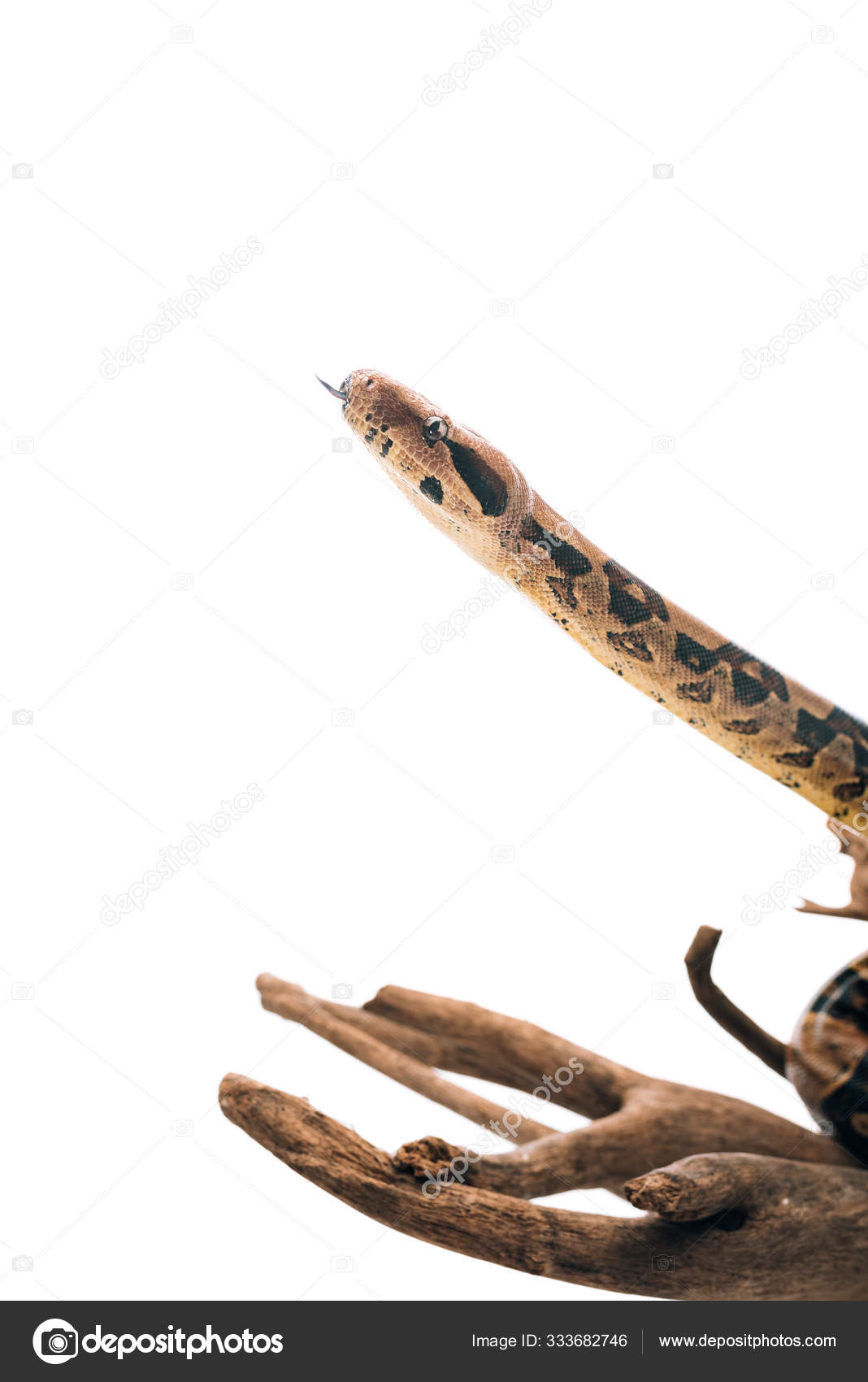 Selective Focus Python Sticking Out Tongue Wooden Snag Isolated White ...