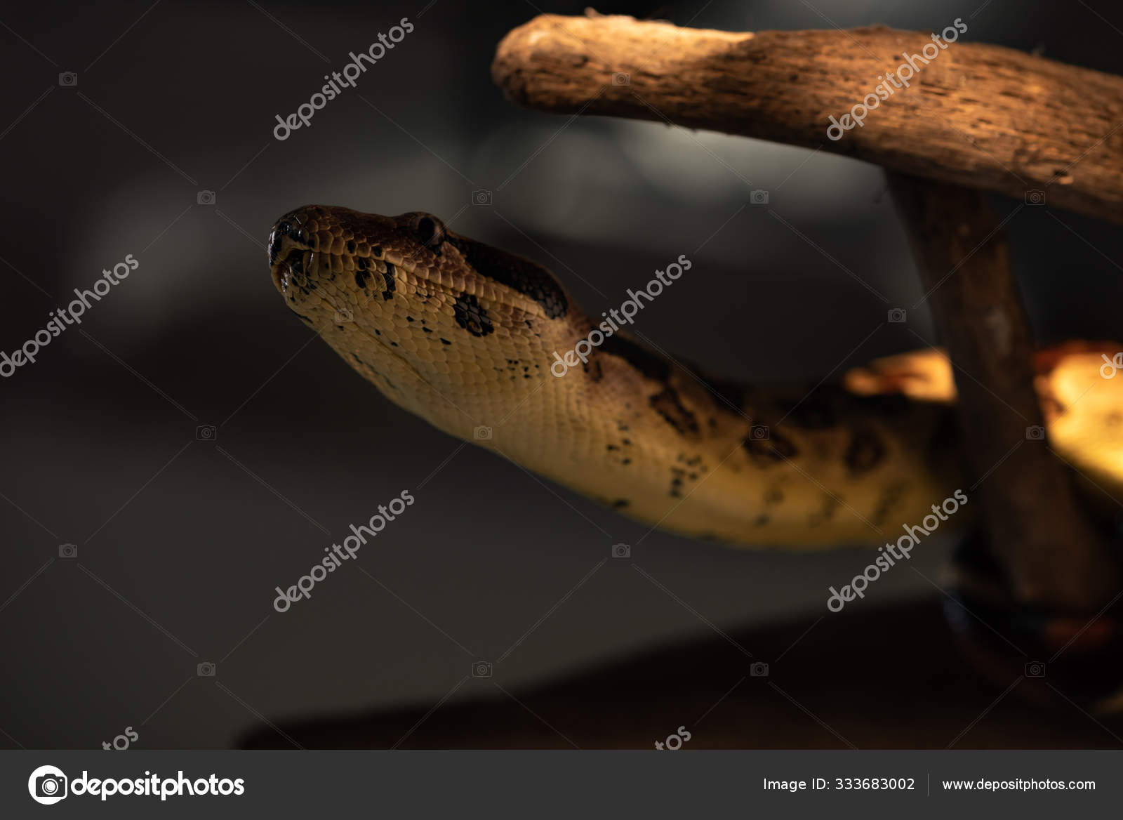 Selective Focus Python Wooden Log Grey Background Stock Photo by ...