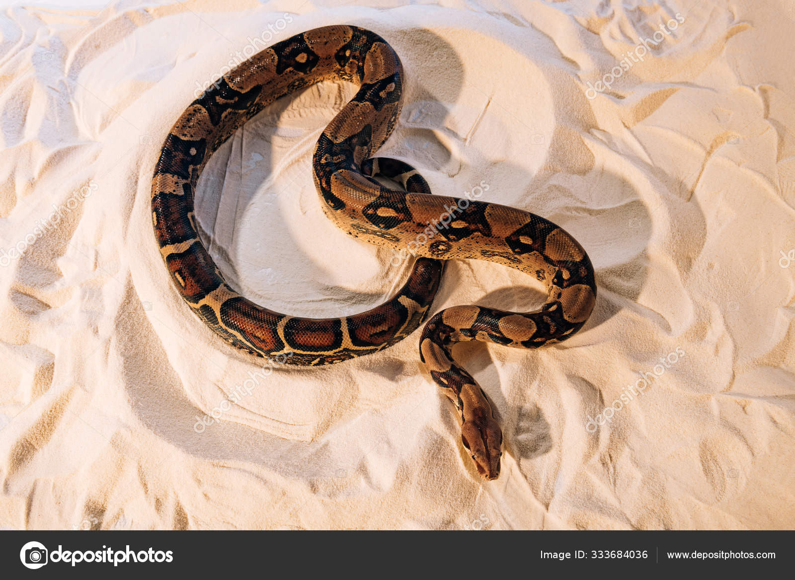 High Angle View Python Snake Textured Sand Stock Photo by ...