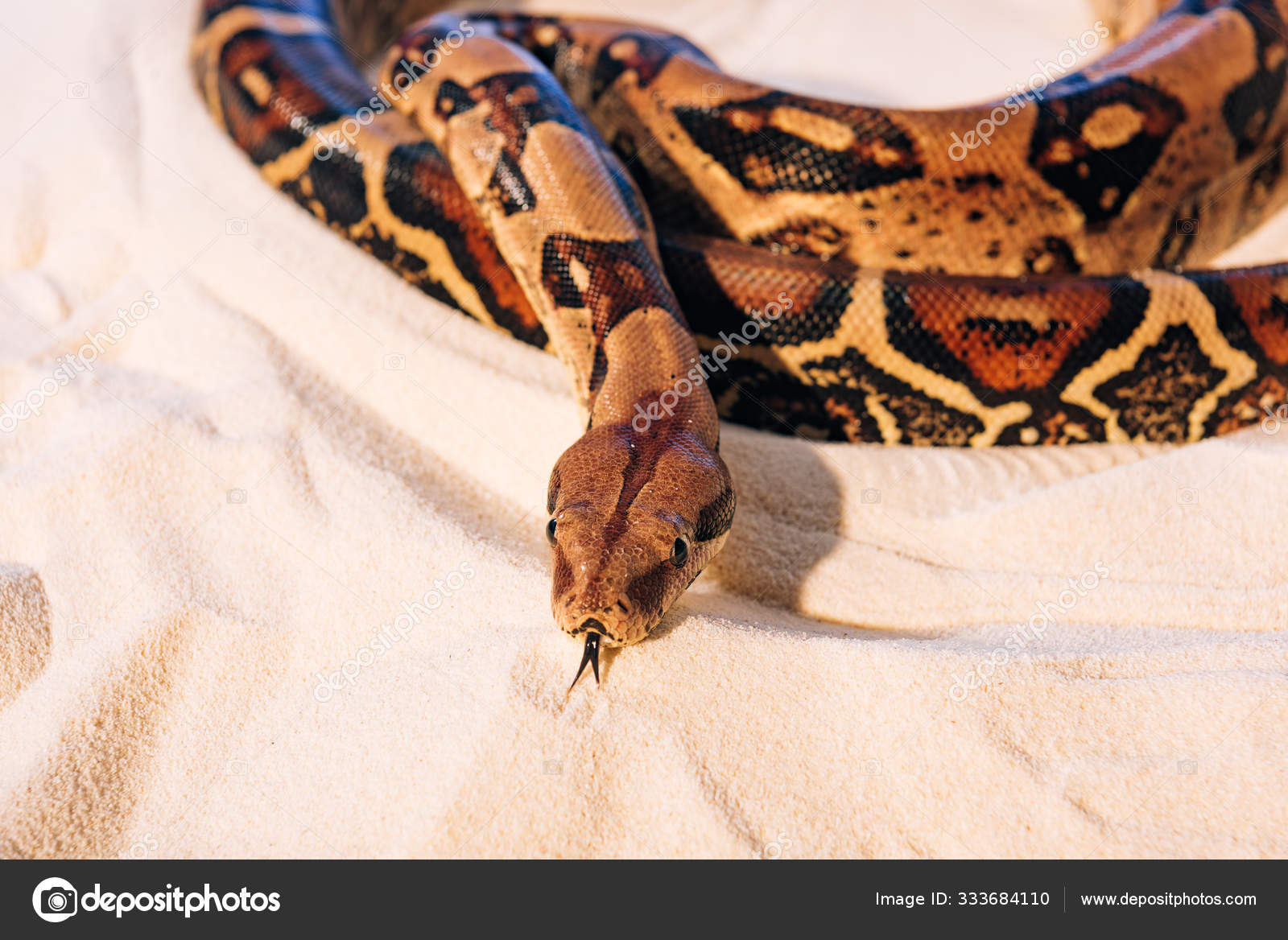 Selective Focus Python Sticking Out Tongue Sand — Stock Photo ...