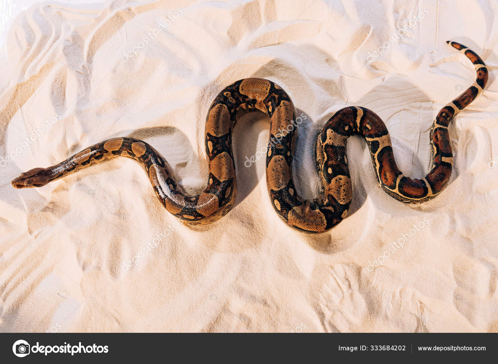 Top View Python Textured Sand — Stock Photo © AndrewLozovyi #333684202