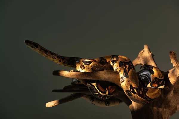 Snake Stock Photos, Royalty Free Snake Images | Depositphotos