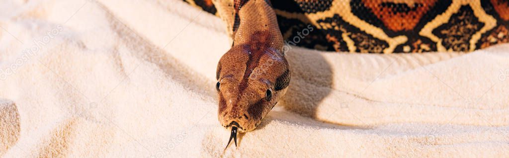 Snakeskin texture Stock Photos, Royalty Free Snakeskin texture Images ...