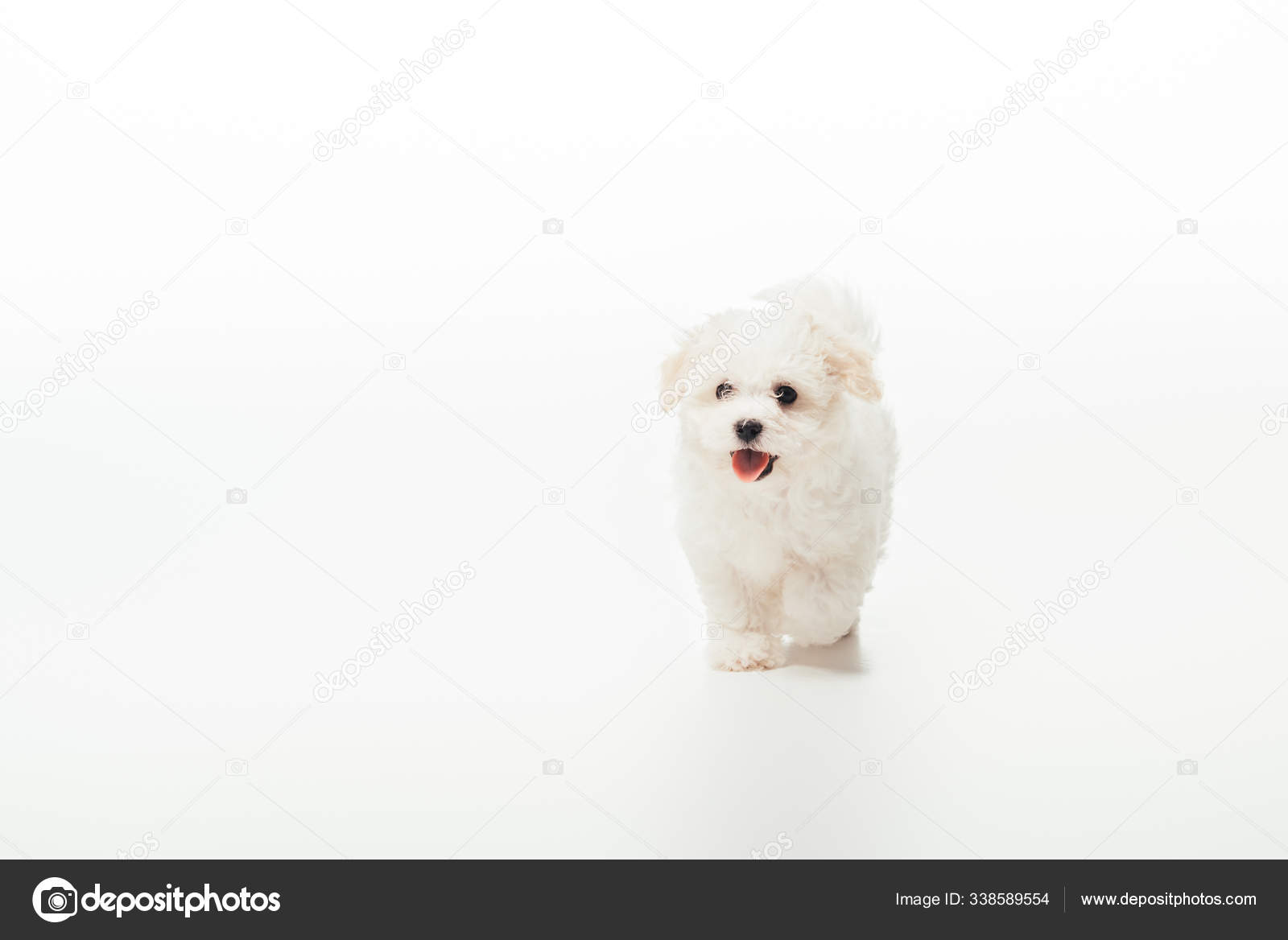 Cute White Havanese Puppy White Background — Stock Photo ...