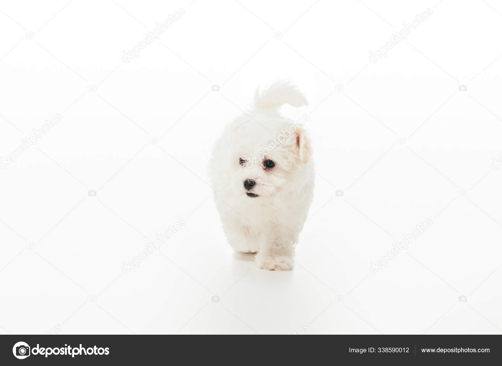 Cute White Havanese Puppy White Background Copy Space — Stock Photo ...