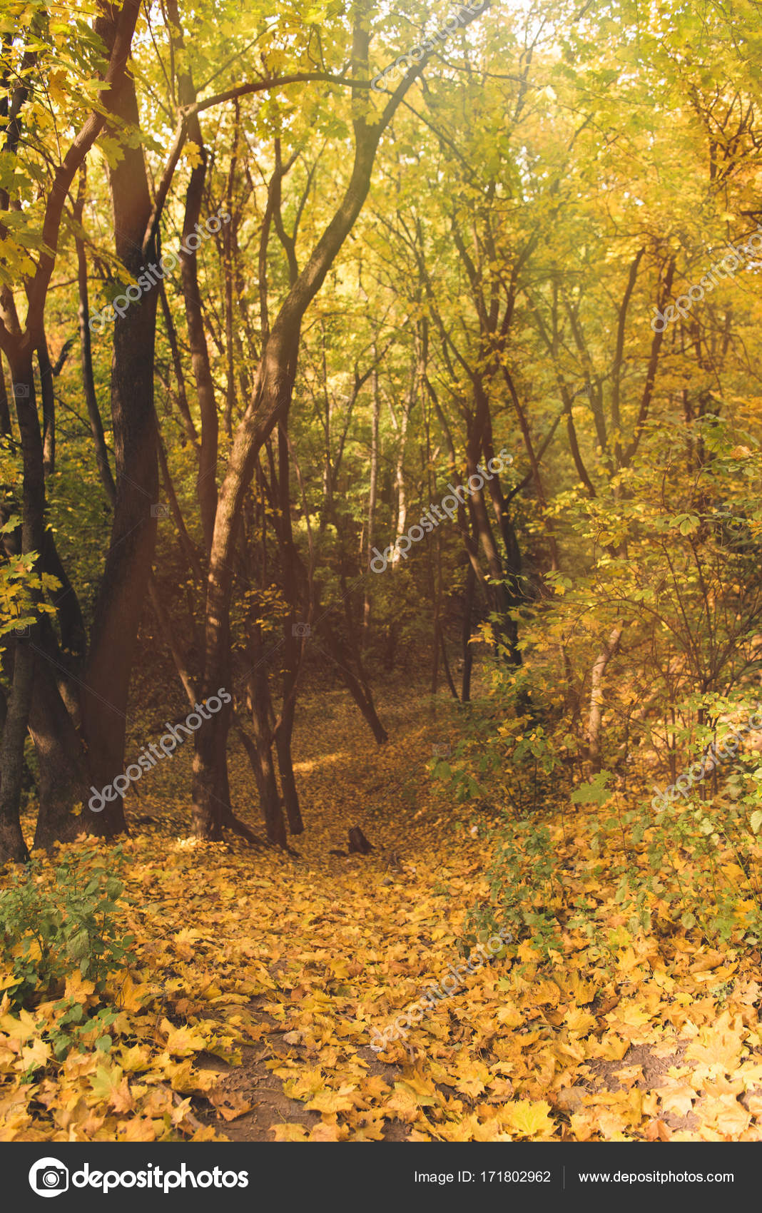 Beautiful autumn forest | Beautiful autumn forest — Stock Photo ...