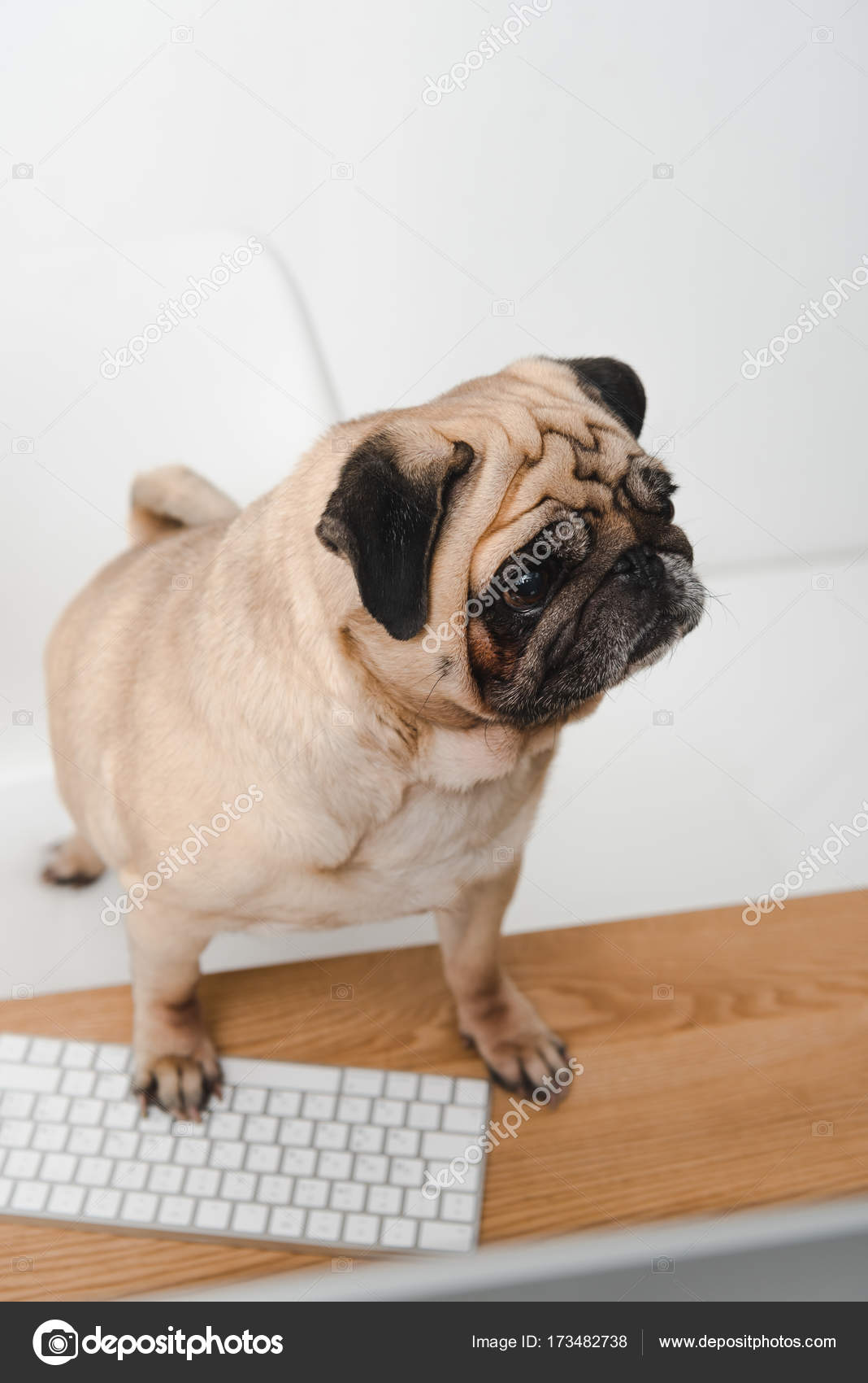 Pug — Stock Photo © VitalikRadko #173482738