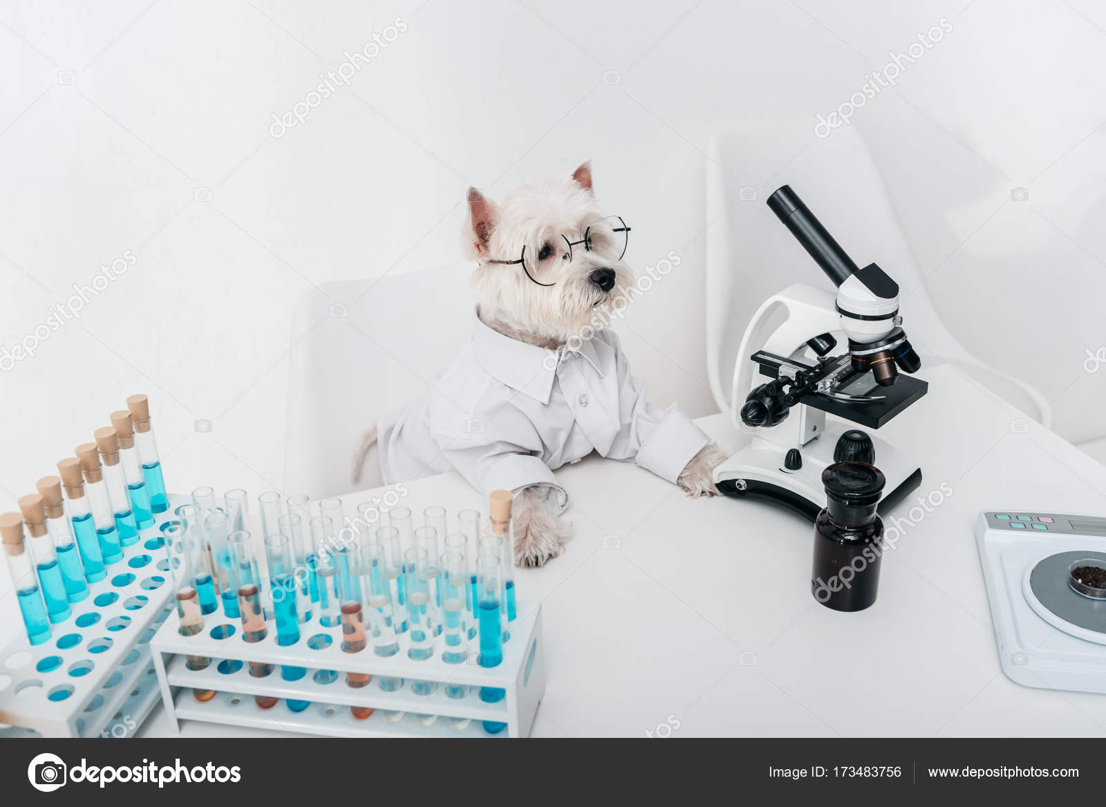 Dog with microscope and test tubes — Stock Photo © VitalikRadko #173483756
