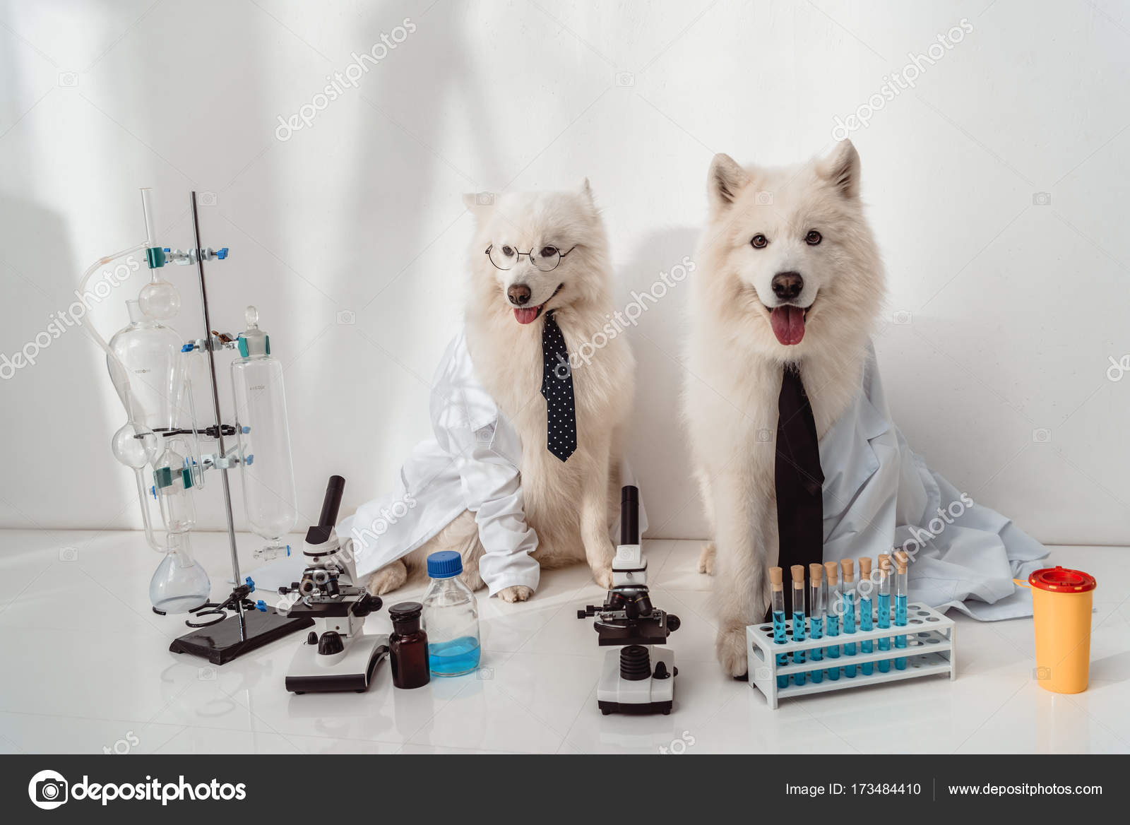 Hundeforscher im Laborkittel - Stockfotografie: lizenzfreie Fotos ...