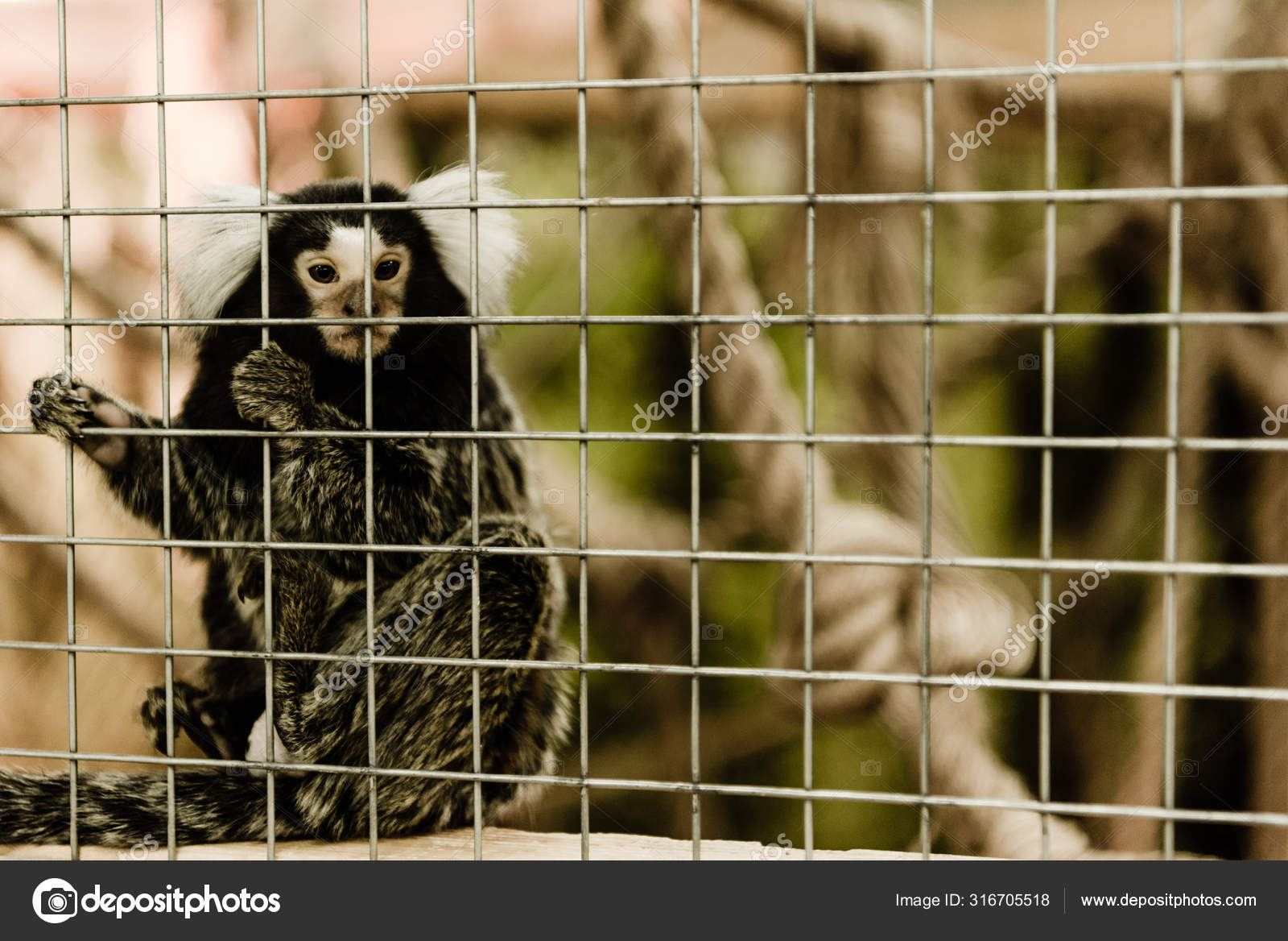 Marmoset Monkey Cages