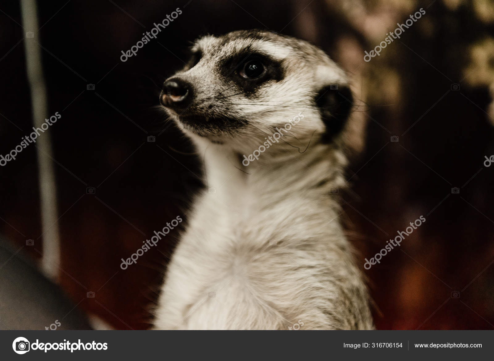 Selective Focus Cute Meerkat Zoo — Stock Photo © VitalikRadko #316706154 Selective Focus Cute Meerkat Zoo — Stock Photo © VitalikRadko #316706154