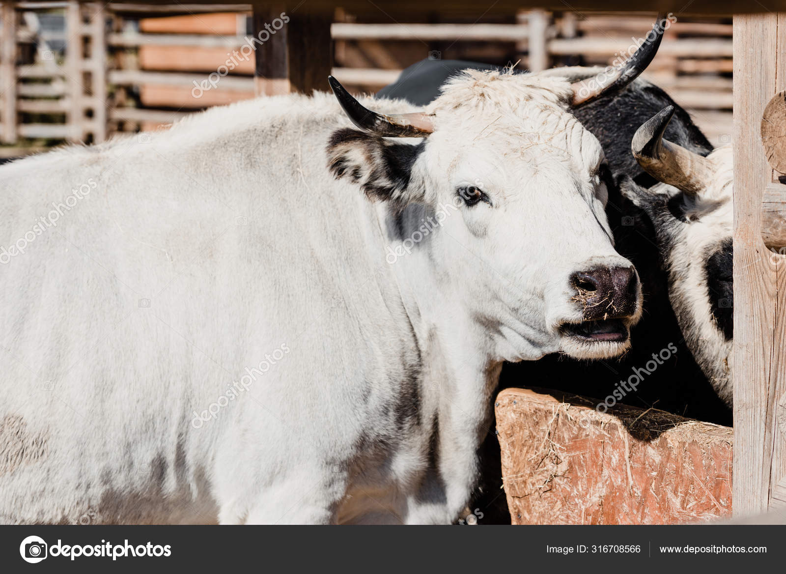 Toros Blancos Pie Afuera Zoológico: fotografía de stock © VitalikRadko ...