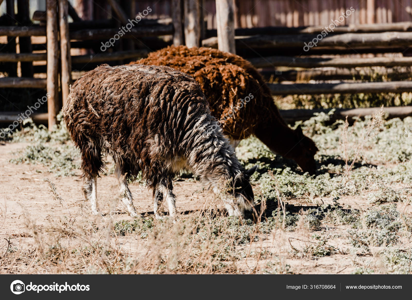 Cute Fluffy Lamas Standing Grass Stock Photo by ©VitalikRadko 316708664
