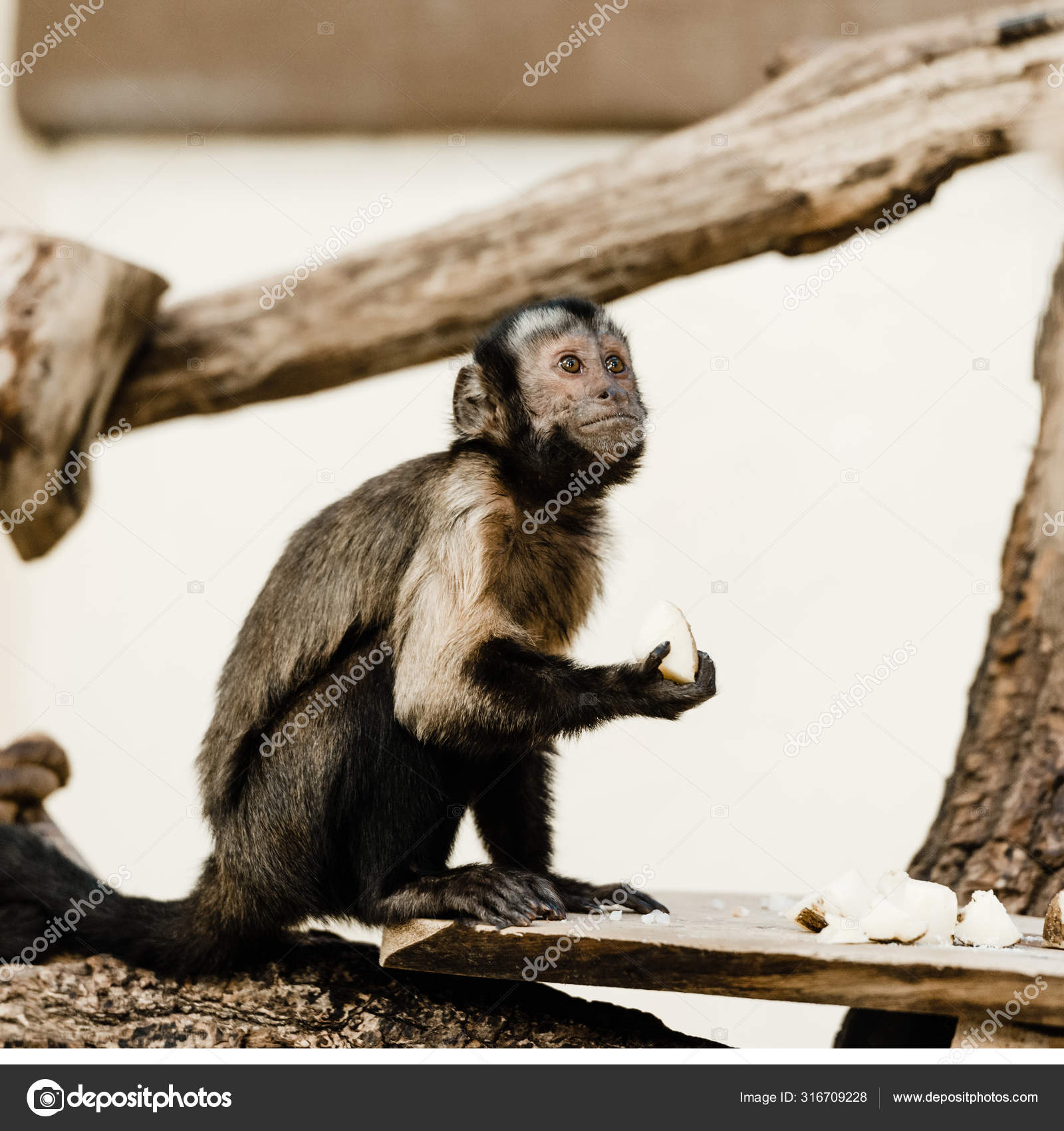 Selective Focus Cute Monkey Holding Coconut — Stock Photo ...