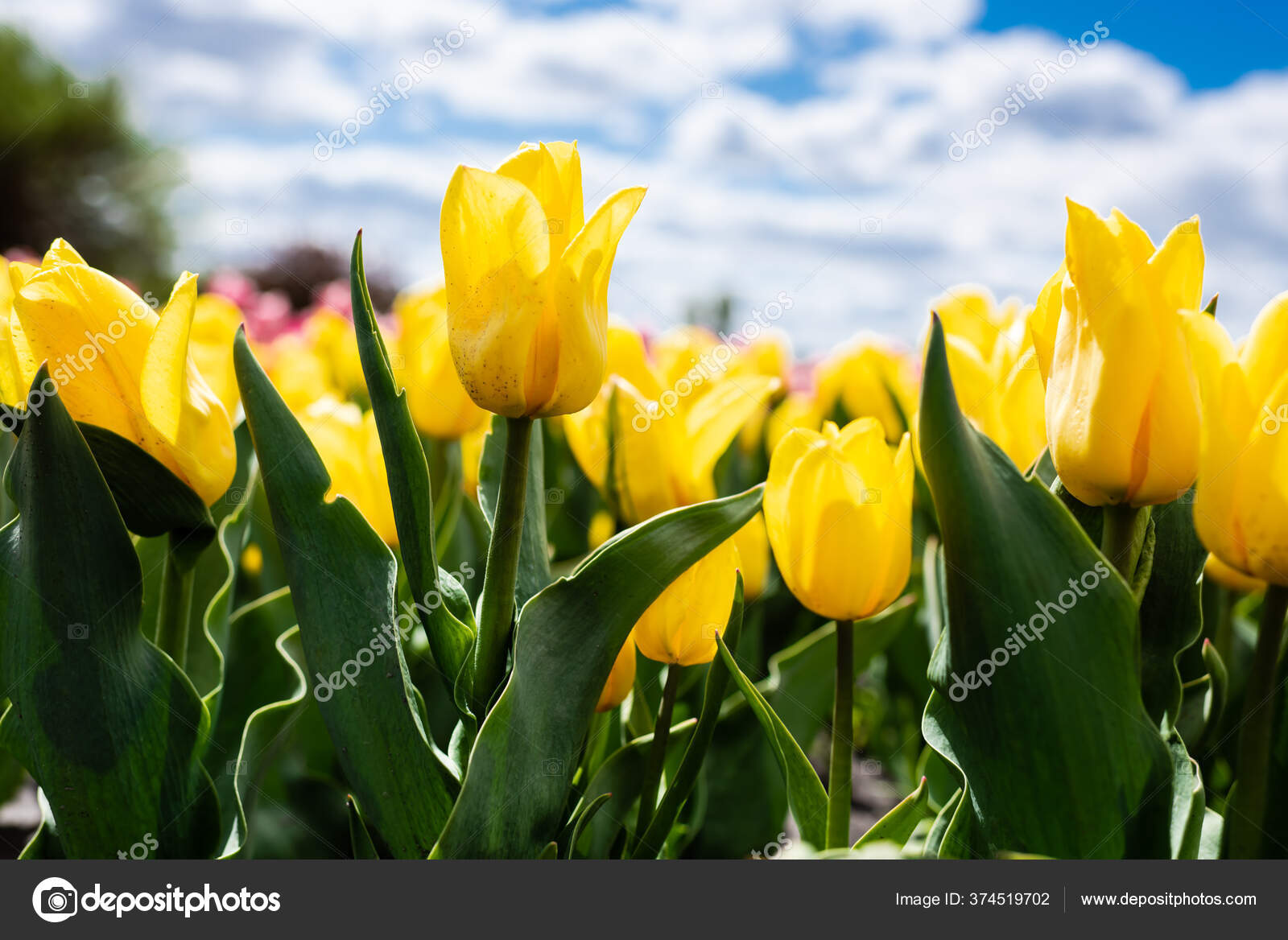 Colorful Yellow Tulips Blue Sky Clouds — Stock Photo © VitalikRadko ...