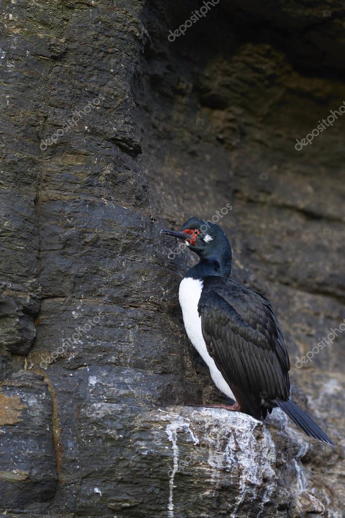 Rock Shag (Phalacrocorax magellanicus) anidando en los acantilados de ...