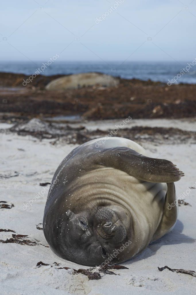 Cachorro de foca elefante del sur recién destetado (Mirounga leonina ...