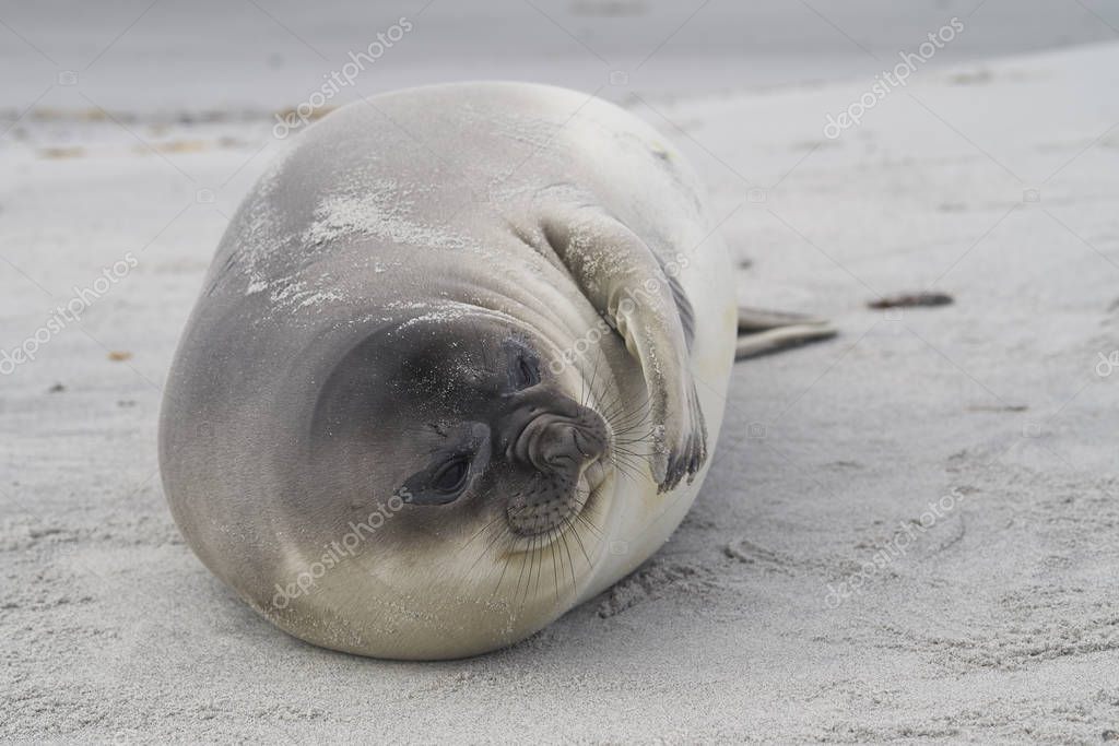 Cachorro de foca elefante del sur recién destetado (Mirounga leonina ...