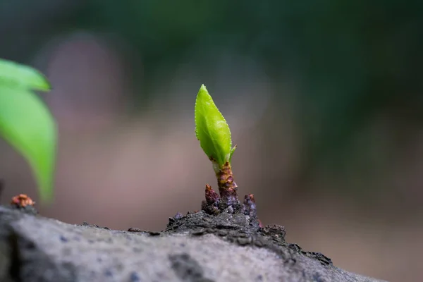 Change as growth Stock Photos, Royalty Free Change as growth Images ...