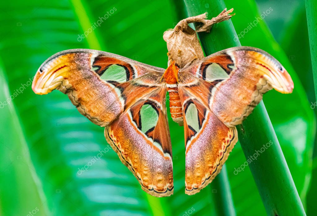 La polilla del Atlas, (Attacus atlas), emerge del capullo, sobre una ...