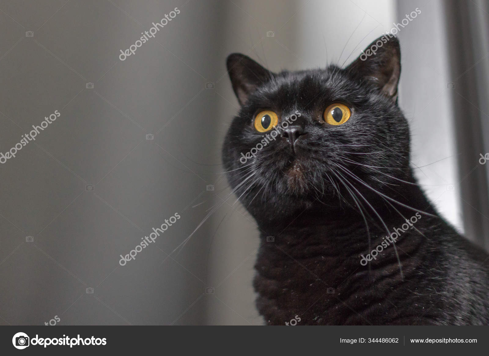 Black Cat With Amber Eyes