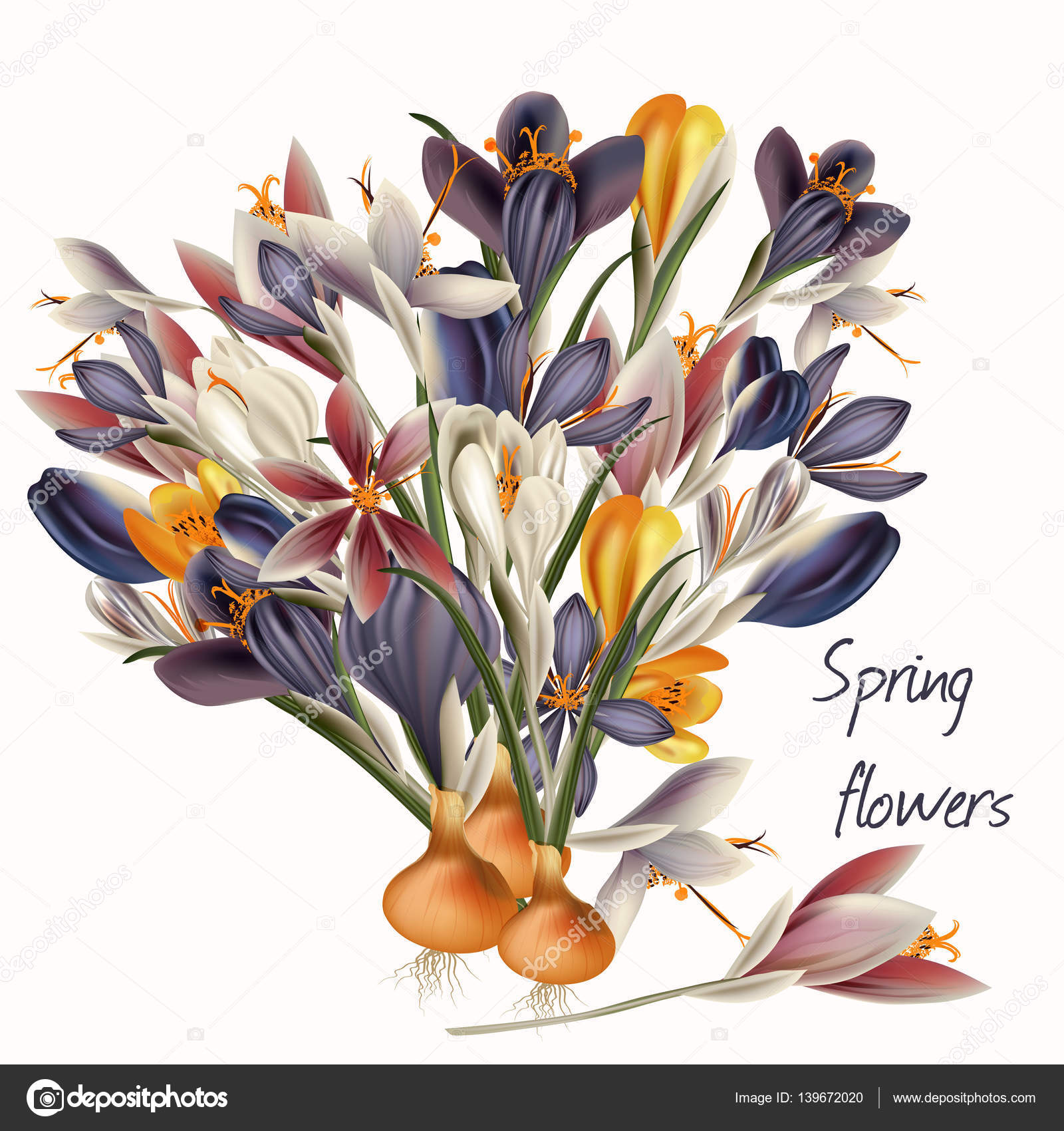 Crocus flowers in pastel colors Stock Vector Image by ©MashaKotscur ...