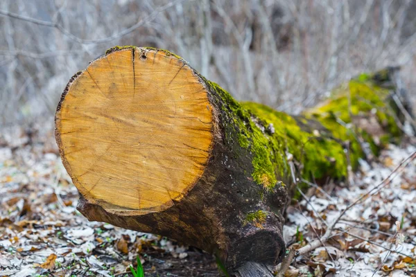 saw tree trunk in a forest - Stock Image - Everypixel