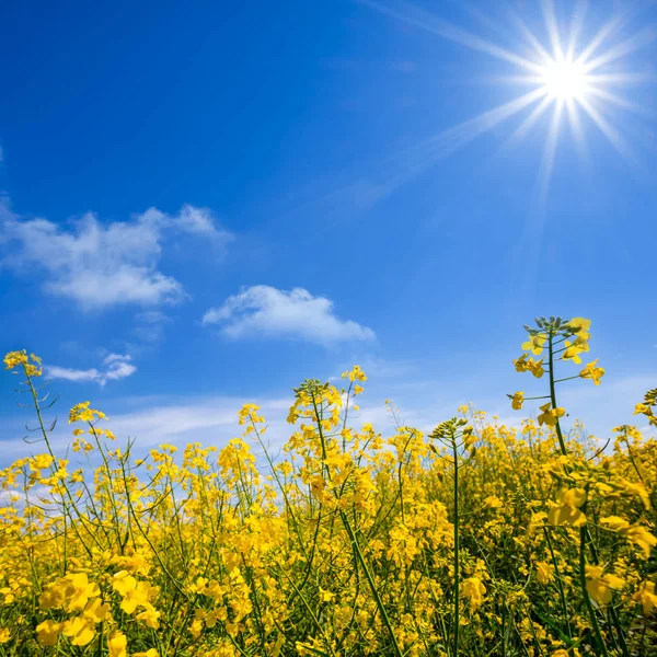 Field sunshine Stock Photos, Royalty Free Field sunshine Images ...