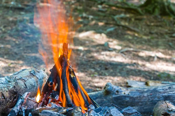 small camp fire in a forest - Stock Image - Everypixel
