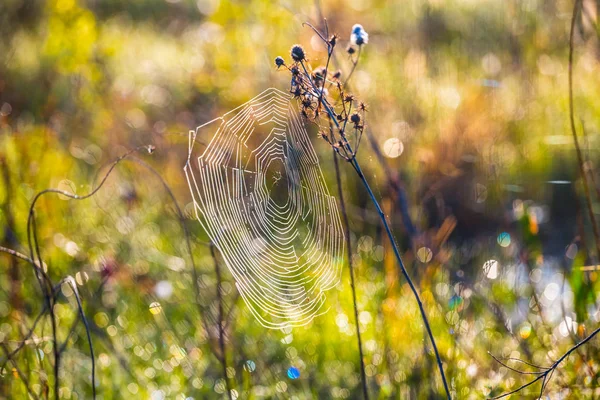 Laundry nature Stock Photos, Royalty Free Laundry nature Images ...