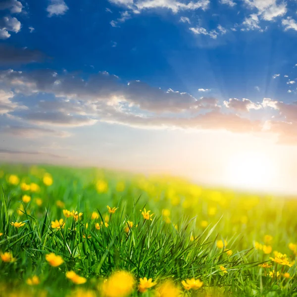 beautiful spring flowers at the sunset - Stock Image - Everypixel