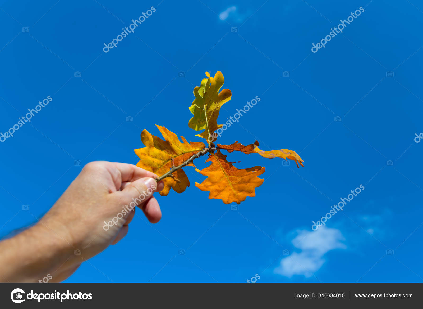 Man Holding Red Oak Tree Branch Hand Blue Sky Background Stock Photo by ...