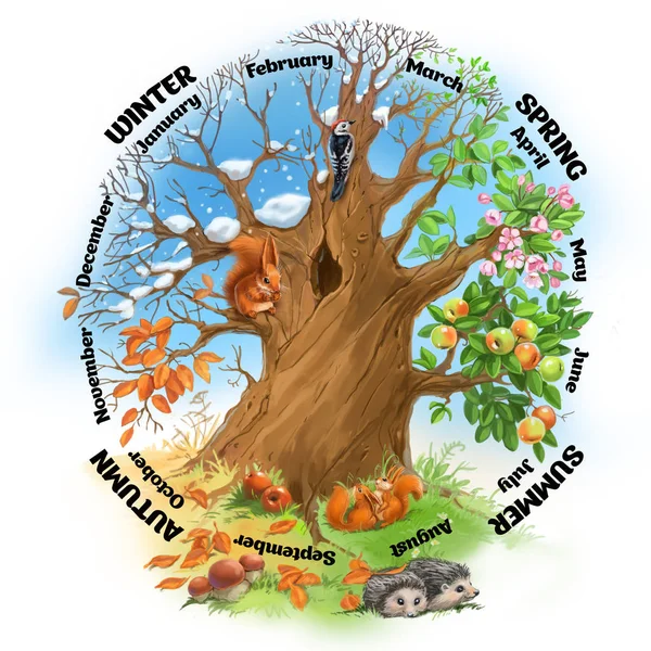 Four seasons tree Images - Search Images on Everypixel